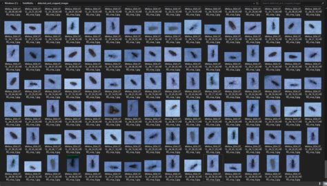 User Friendly Whole Image Labelling Software For Taxonomy Wildlabs