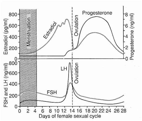 Unlabeled Female Menstrual Cycle Hormone Graph