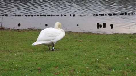 Free Sewan Grass Videos Download