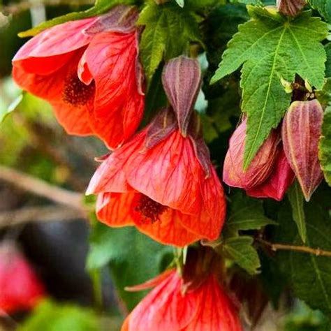 Abutilon Vivero Limache