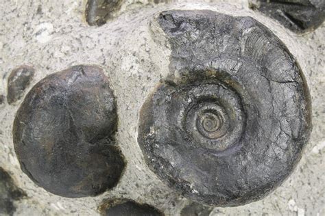 9 3 Plate Of Devonian Ammonite Fossils Morocco 259692 For Sale