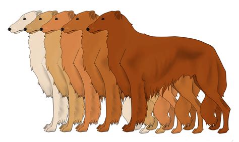 Coat Color Genetics Of Borzoi And Silken Windhounds