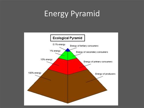 Ppt Food Chains And Food Webs Powerpoint Presentation Free Download