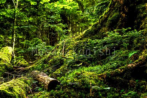 苔の世界で夏の森林浴 撮影だけが目的とならない苔の森での森林浴