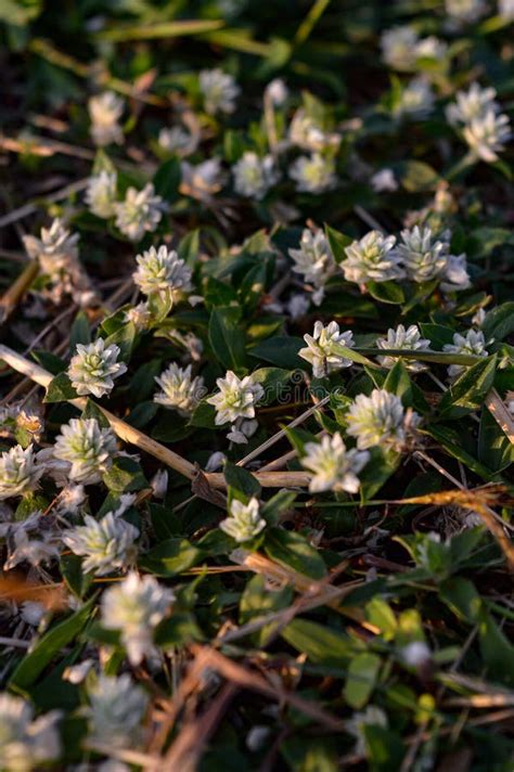 Alternanthera Philoxeroides Commonly Referred To As Alligator Weed