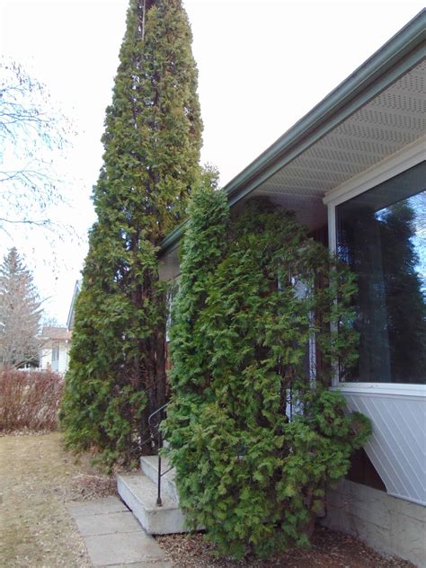 Prevent Tree Damage To Your Home Executive Home Inspections