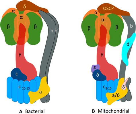 Atp Synthase Structure For A Prokaryotic And B Eukaryotic Download Scientific Diagram