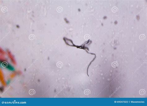 Bacteria Under The Microscope Stock Illustration Image