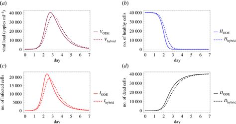 comparison of the ode model solid lines and the hybrid pde abm model