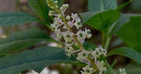 Poke Root Phytolacca Americana Top Quality Herbs And Tinctures
