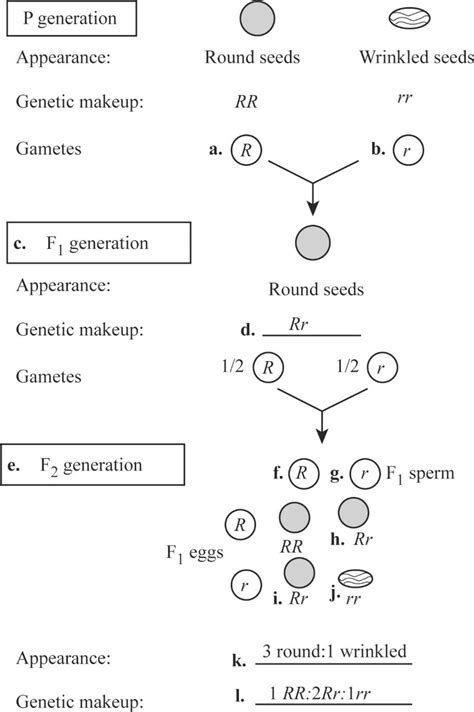 Pea Seed Diagram