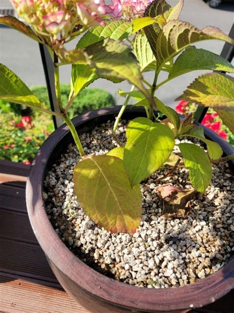 수국 잎이 붉은색으로 변하더니 떨어집니다 ㅠㅠ 지식in