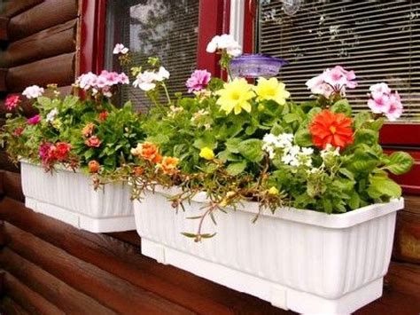 ☑ Quelle Fleur Mettre Dans Une Jardiniere