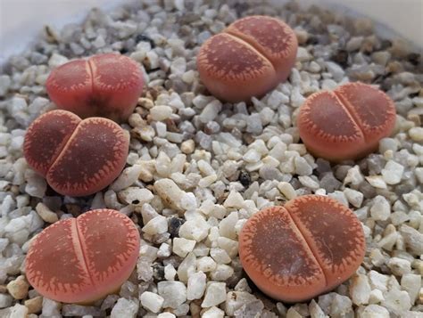 Subsp Euniceae Var Fluminalis Mado Chieruby【25 9】 Tot Ziens