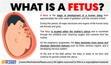What Is A Fetus Definition Of Fetus