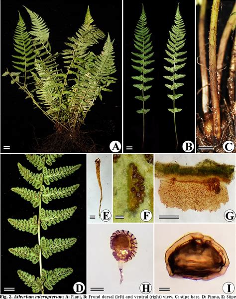 Pteridophyta Sori