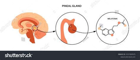 Pineal Gland Epithalamus Anatomy Human Brain Stock Vector Royalty Free