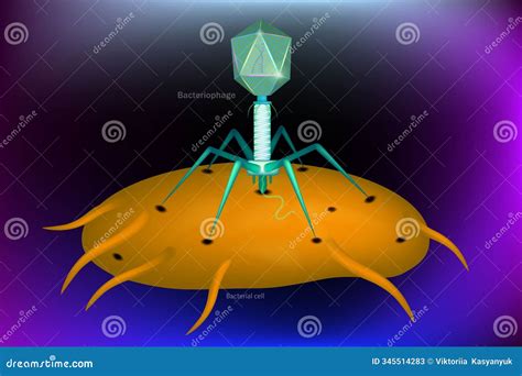 A Bacteriophage Or Phage Is A Virus That Infects And Replicates Within Bacteria And Archaea