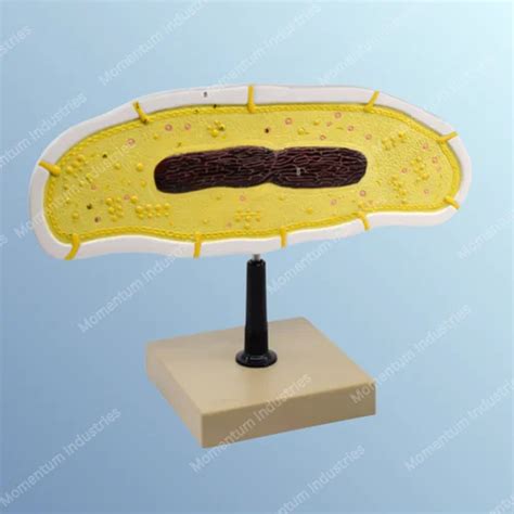 Fiberglass Mi Bacteria Model Small Model For Education At ₹ 805piece