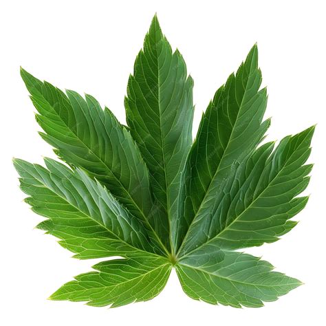 Premium Photo Isolated Desert Delphinium Leaf With Palmately Compound Leaf Shape An On Clean