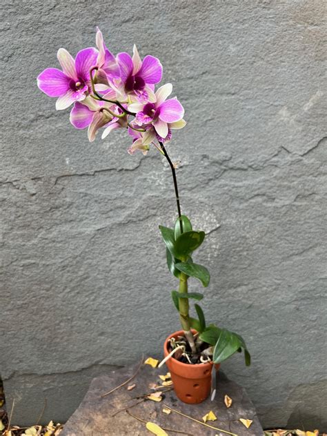 Dendrobium Triple Splash Fantasy Orchid Leatherstocking Exotics
