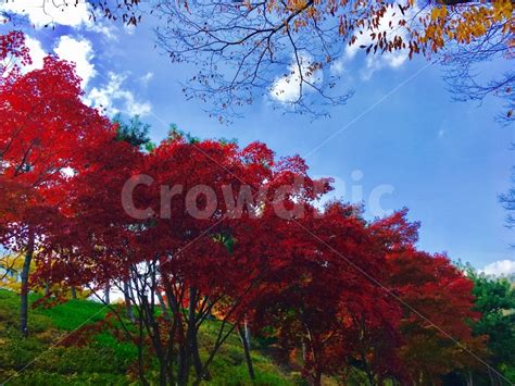 가을 단풍 가을하늘 하늘 나뭇가지 사진이미지일러스트캘리그라피 의야작가