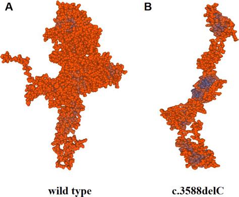 The Mutation Of The Speg Gene C3588delc Was Predicted By Mutation