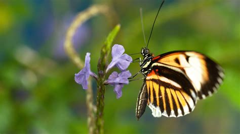 Nature Sex Lies And Butterflies Twin Cities Pbs