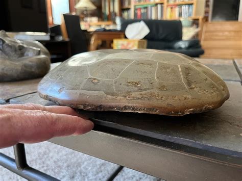 Turtle Shell Fossil R Fossilid