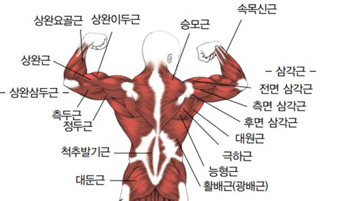 굽은 등 굽은 어깨 활짝 펴기 등 근육 강화 운동 방법