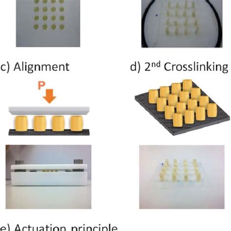 Pdf Liquid Crystalline Elastomer Micropillar Array For Haptic Actuation