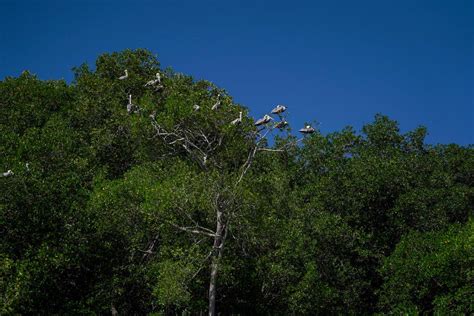 El Bosque Que Da Vida A La Costa Revista Disruptiva