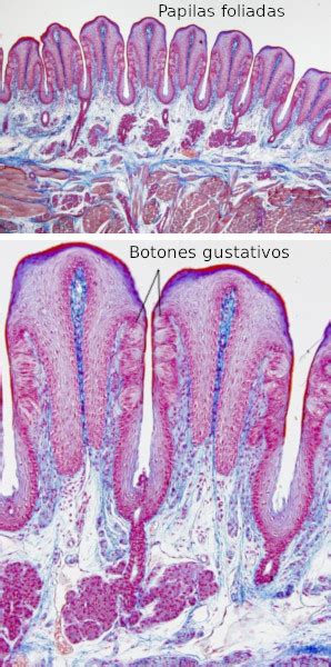 Órganos Animales Digestivo Lengua Atlas De Histología Vegetal Y Animal