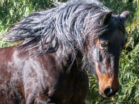 Dark Seal Brown Horses The Equinest