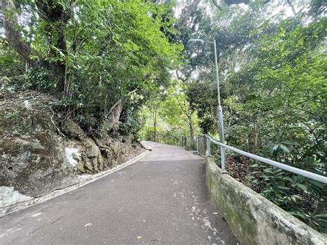 香港旅行 行山bb班 3 龍虎山：晨運徑緩斜路容易行 40分鐘香港大學直上山頂 《早晨daily》