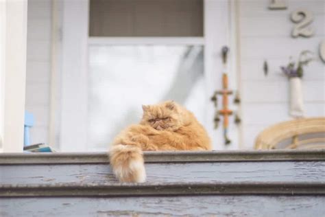 6 Common Cat Tail Types With Pictures Catster