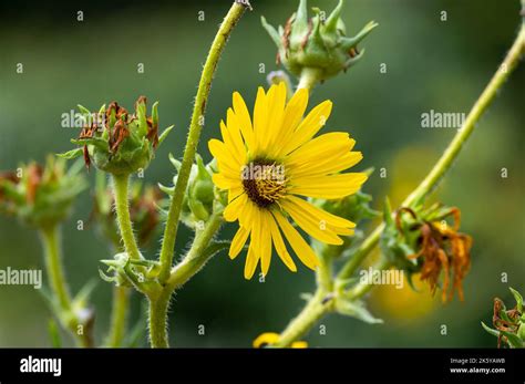 Yellow Flowers Heads Of Silphium Laciniatum Or Compass Plant Growing In
