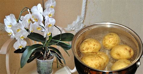 კარტოფილის ნახარში ორქიდეებისთვის შესანიშნავი სასუქი რჩევები ვივიენისგან