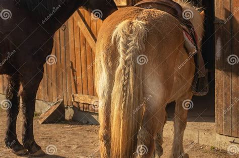 Horse Buttanimals On A Farm Stock Image Image Of Detail Bottom