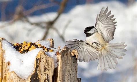 Species Spotlight Black Capped Chickadee
