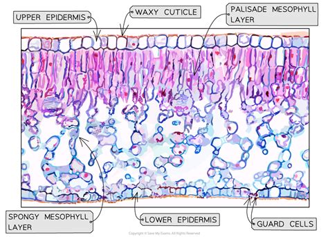 Dicotyledonous Plant Leaf Structure IGCSE Biology Revision