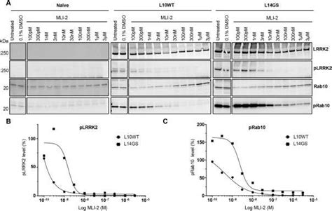 Lrrk2 Kinase Inhibitor Mli 2 Effectively Reduces Phosphorylation Of Two
