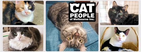 The Cat Protection Society Of Victoria Dont Brush Your Cats Dental Health Aside Did You Know