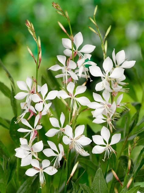 Gaura White Lindheimeri Bulbinl