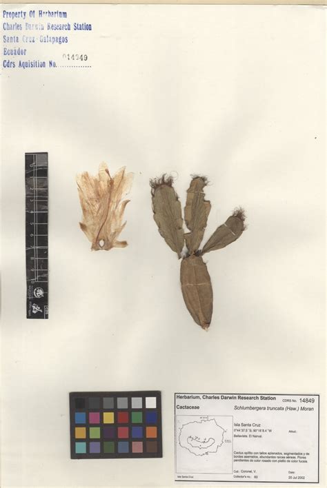 Schlumbergera Truncata