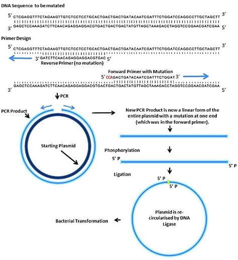 Plasmid Vector Multiple Cloning Sequence