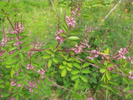 のんびりぼっこ広場に咲く花唐駒繋トウコマツナギ茨城水戸涸沼