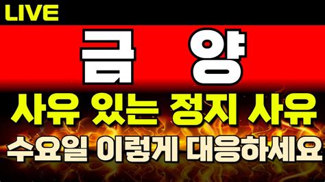 금양 주가전망 거래정지 단 하루 절대 단1주라도 털리면 안됩니다 수요일 이렇게 대응하세요 금양완벽정리 Youtube