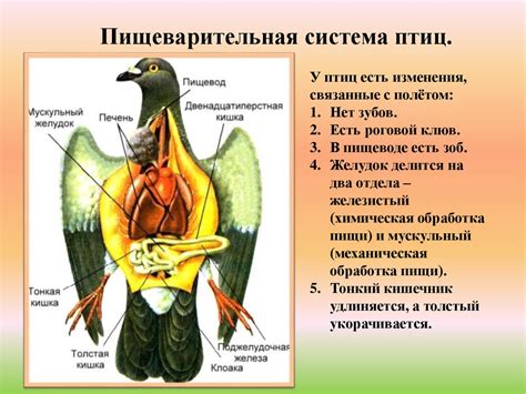 Эволюция пищеварительной системы животных Online Presentation