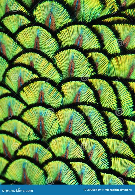 Peacock Scales Stock Image Image Of Plumage Nature 39068449